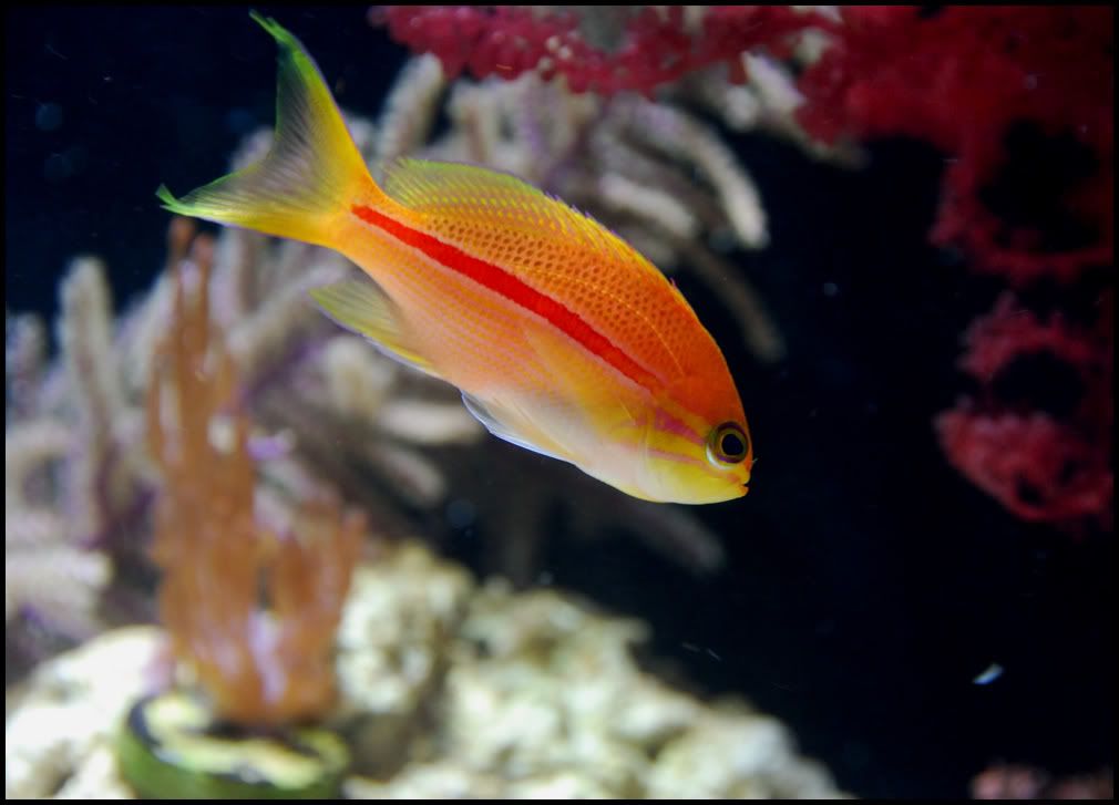 WTT/WTS - Red striped Anthias - Reef Central Online Community